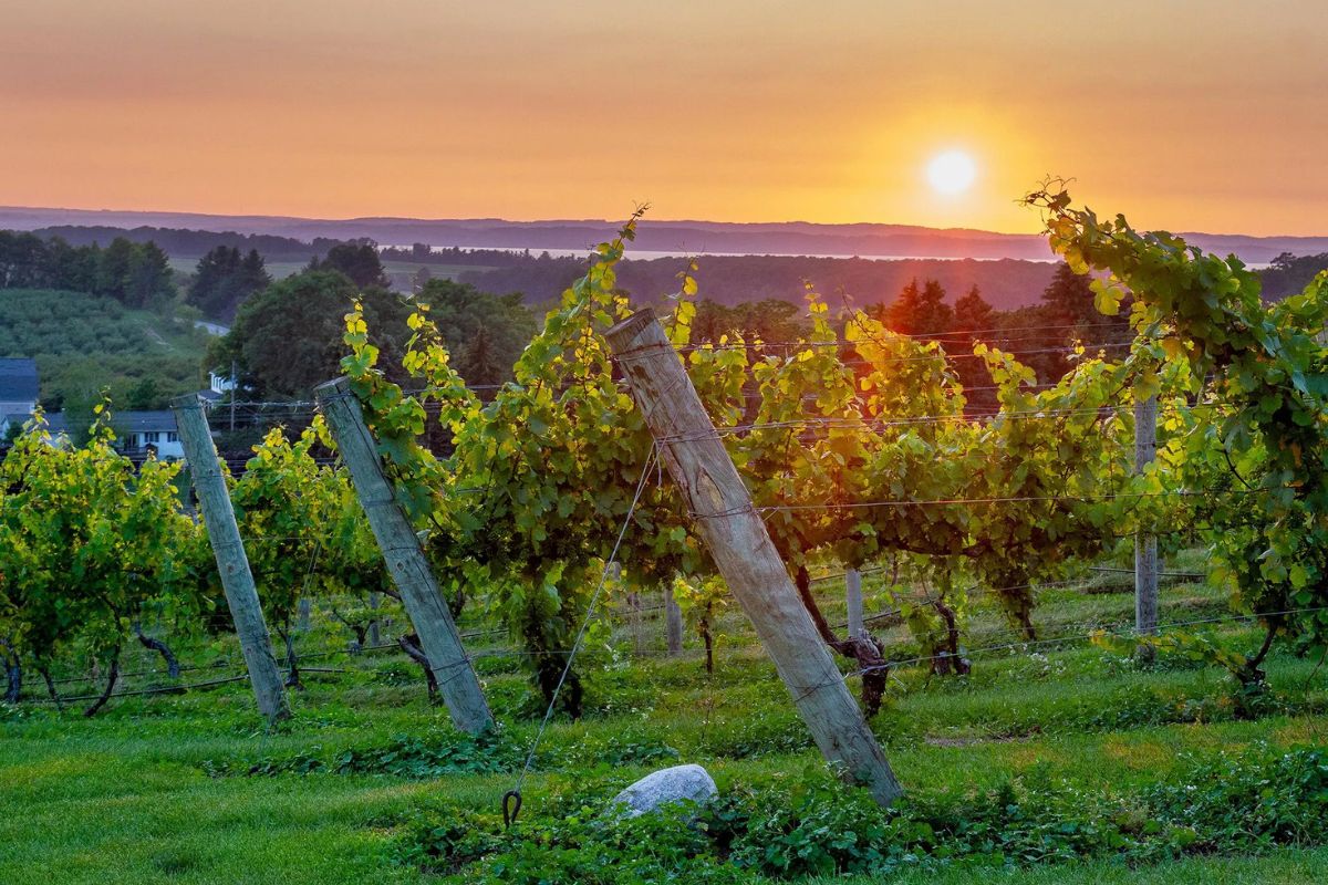 Book Now in Traverse City | Magic Shuttle Bus